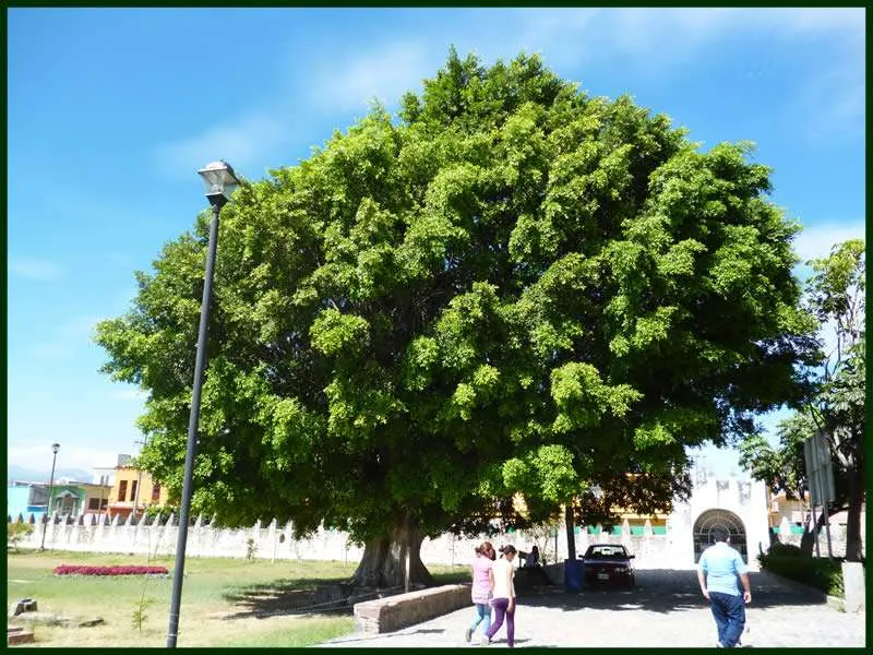 Monterrey Oak Trees for Sale - Texas Grown Tree Farm