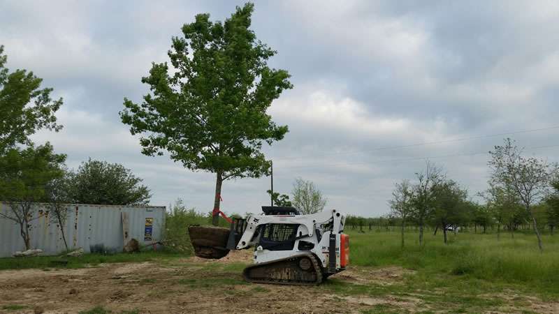 Texas Tree Planting & Installation - Texas Grown Tree Farm