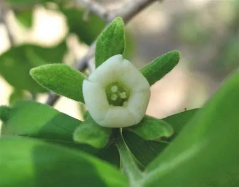 Texas Persimmon Trees for Sale - Texas Grown Tree Farm