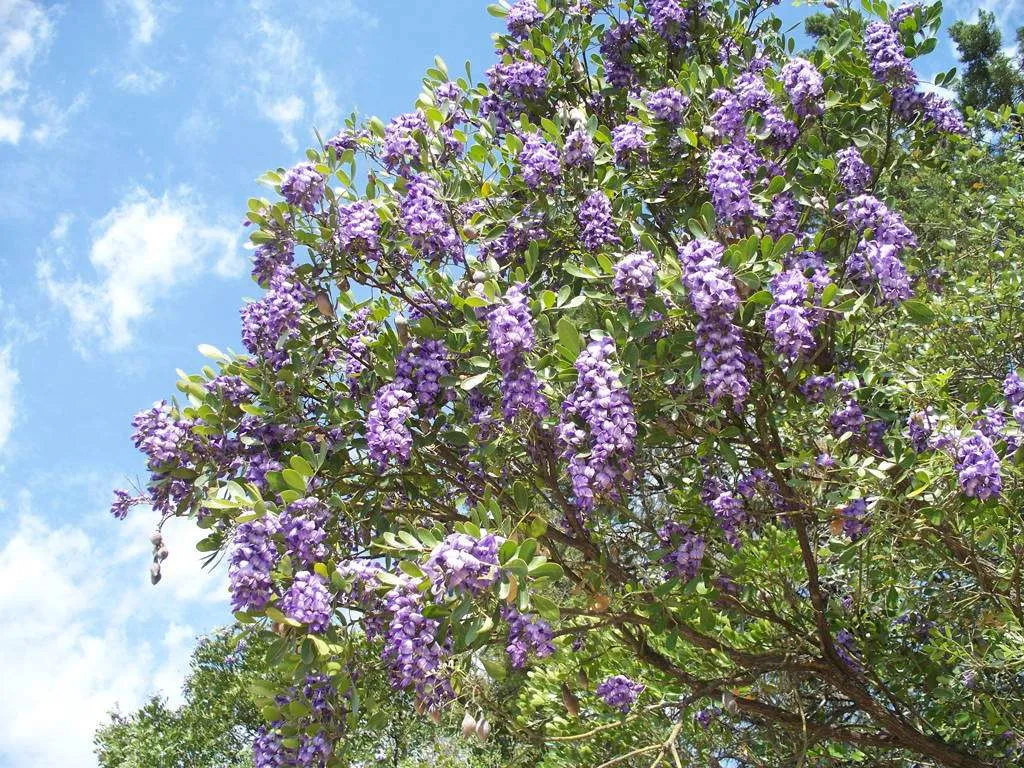 Texas Mountain Laurel Trees for Sale - Texas Grown Tree Farm