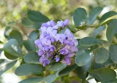 Texas Mountain Laurel Trees for Sale - Texas Grown Tree Farm