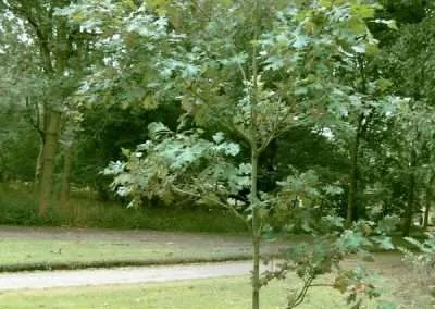 Mexican Sycamore Trees for Sale - Texas Grown Tree Farm